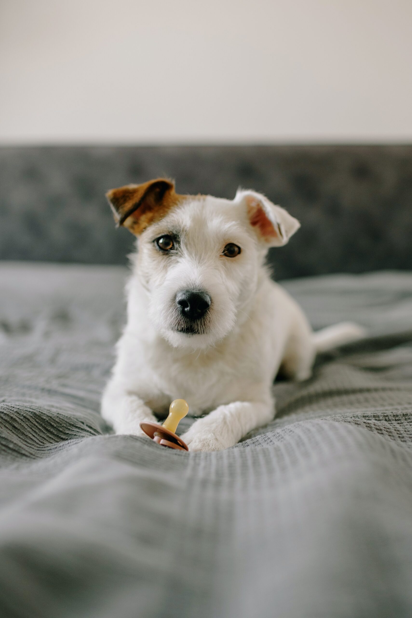 Dog Doggie - Dog Food Recipes, Care Tips & Best Dog Supplies
